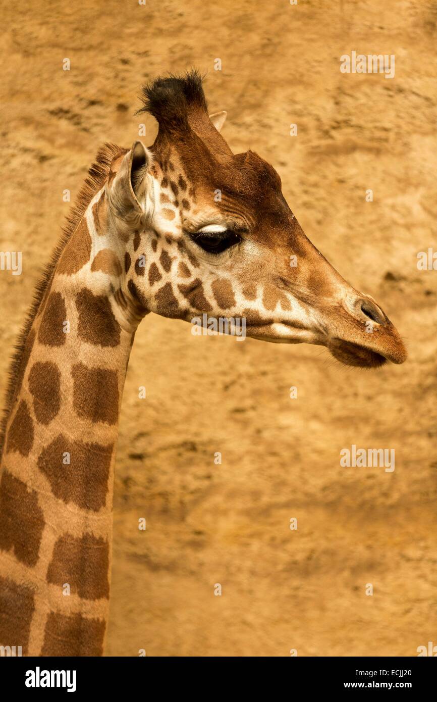 France, Mainet Loire, Doue La Fontaine zoo, west african giraffe ...