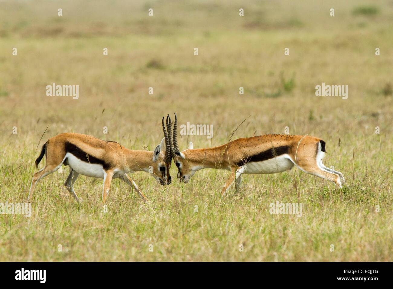 Kenya, Masai-Mara game reserve, Thomson's gazella (Gazella Thomsonii ...