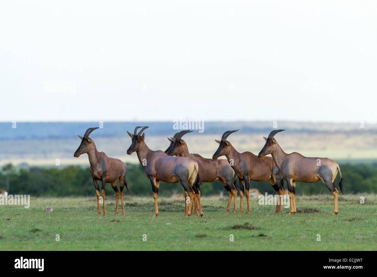 Masai mara predator hi-res stock photography and images - Alamy