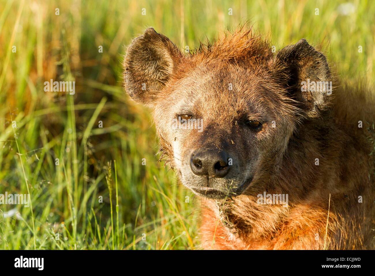 Kenya, Masai-Mara game reserve, spotted hyena (Crocuta crocuta), female ...