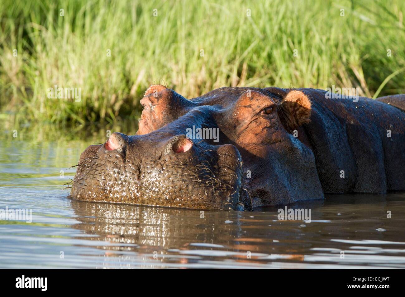 Kenya, Masai-Mara game reserve, Hippopotamus (Hippopotamus amphibius ...