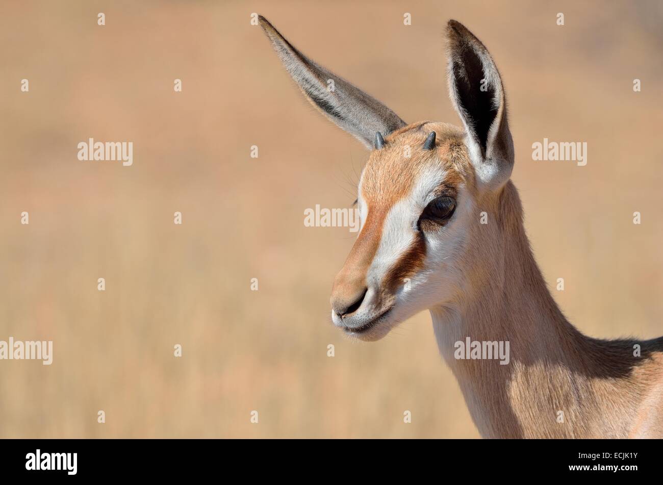 Young springbok (Antidorcas marsupialis), Kgalagadi Transfrontier Park ...