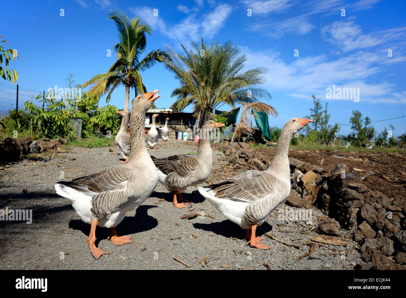 France, Reunion island (French overseas department), organic geese ...