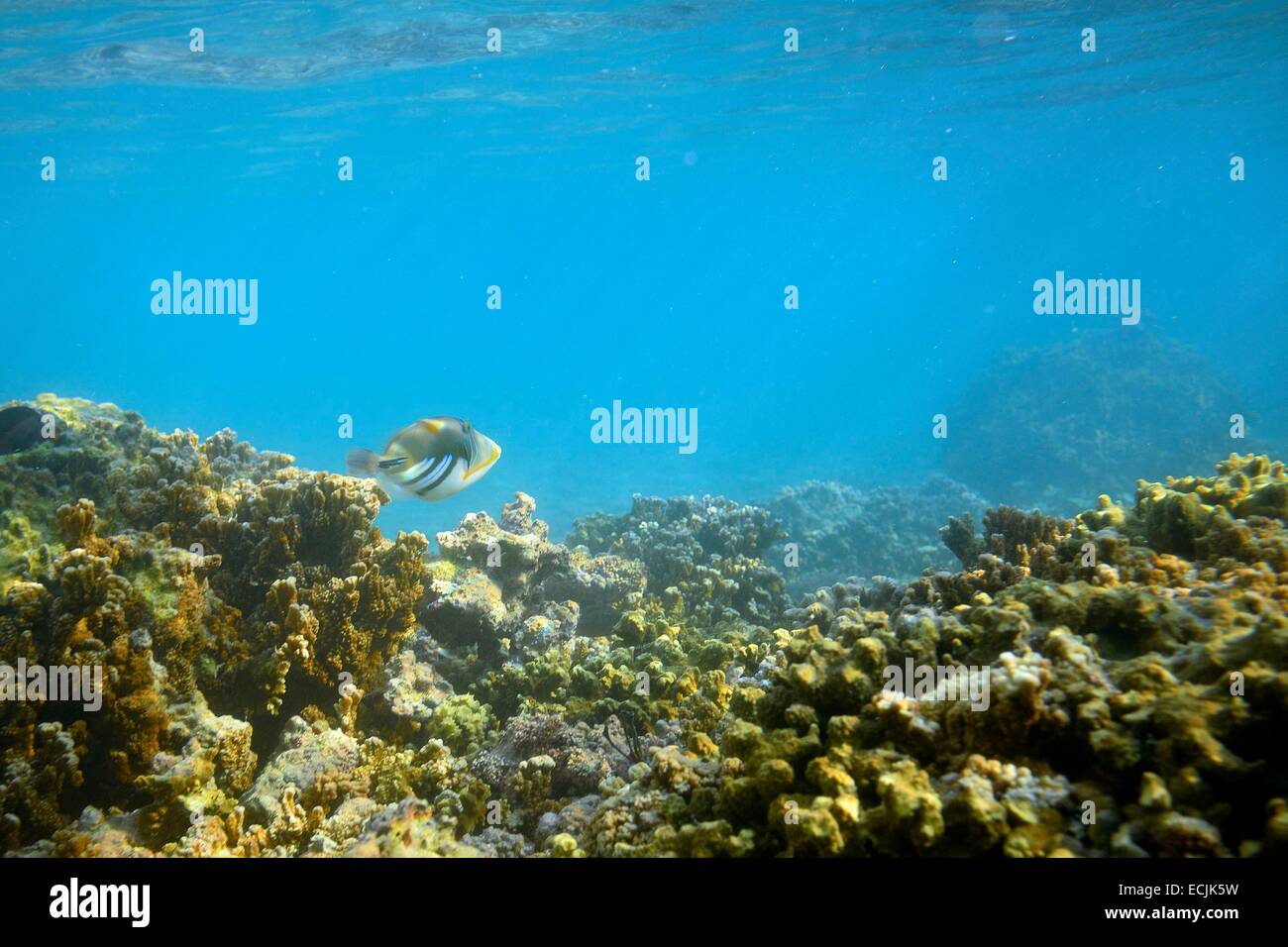 France, Reunion island (French overseas department), West Coast, Saint ...