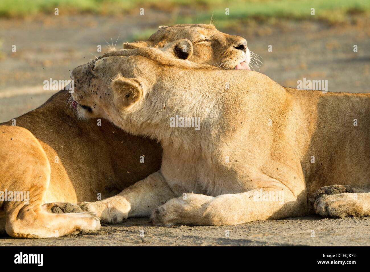 Tanzanie, Ngorongoro national park, lion (Panthera leo), females ...