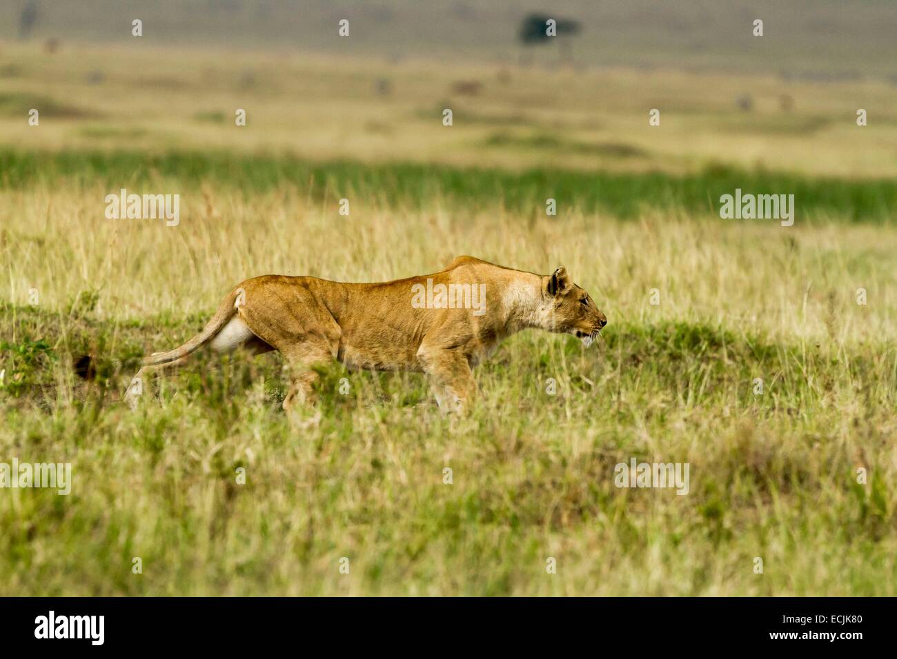 Kenya, Masai-Mara game reserve, lion (Panthera leo), a female hunting ...