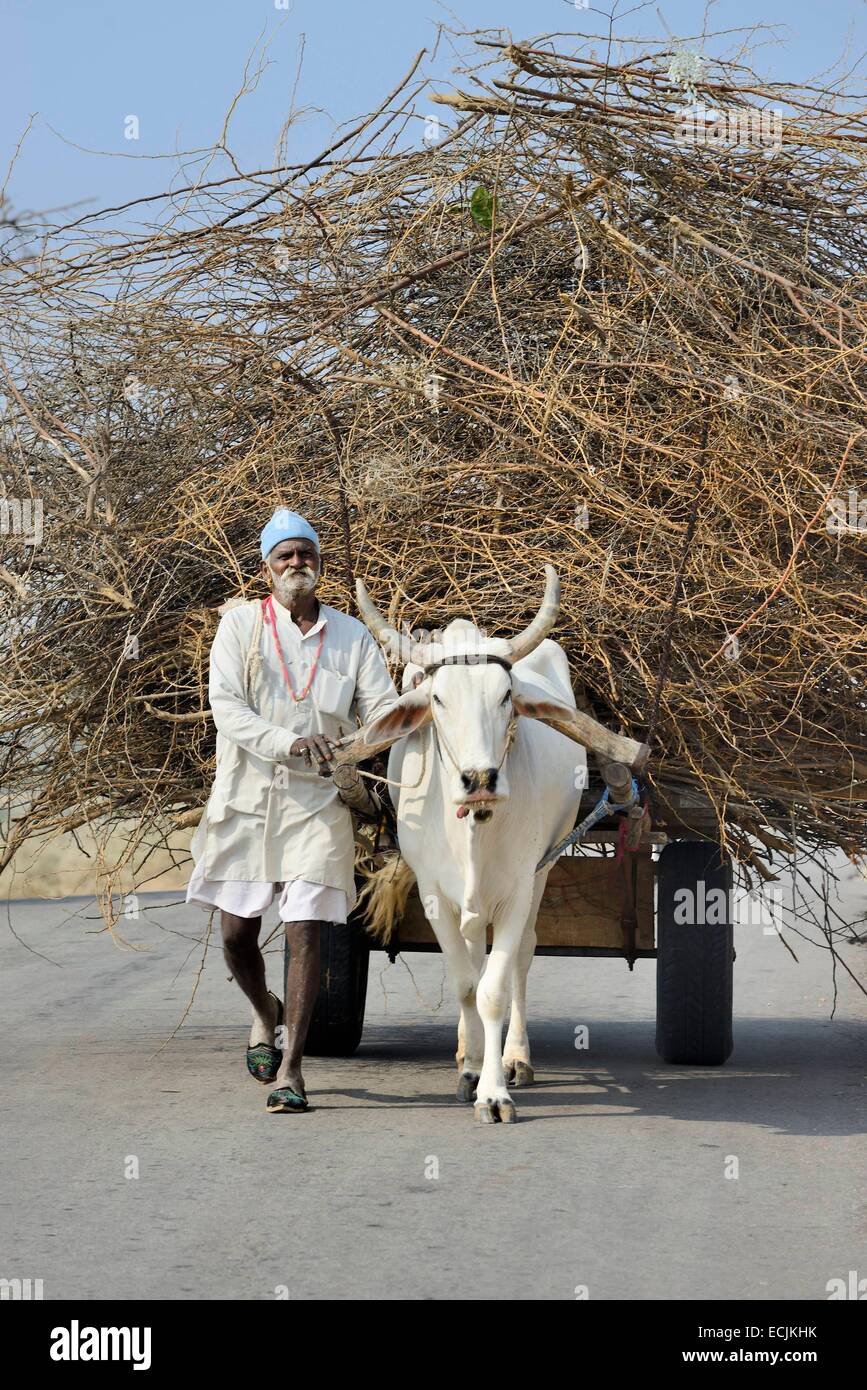 Ox cart rajasthan india hi-res stock photography and images - Alamy
