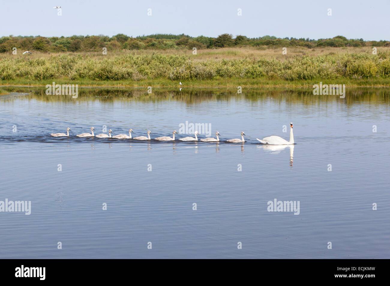 France, Somme, Baie de Somme, swan with nine little swans on the water ...