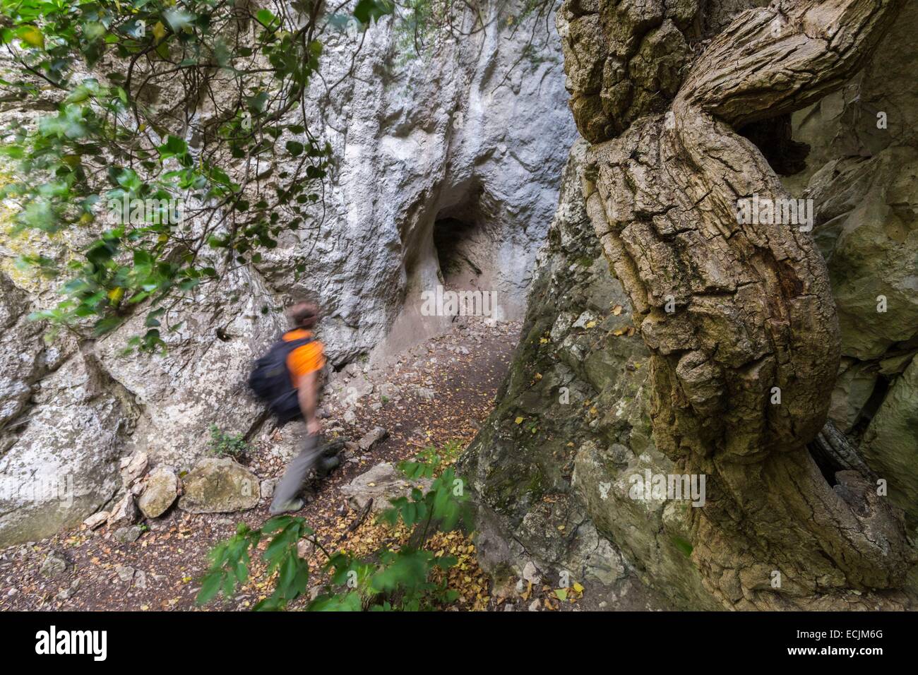 France, Vaucluse, Cheval-Blanc, the gorges of Régalon, the microclimate ...