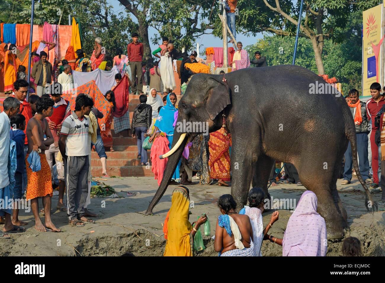 India, Bihar, Sonepur, Kartik Poornima (Full moon day), Elephant ...