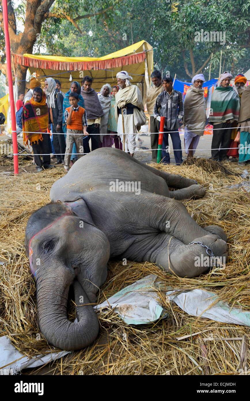 India, Bihar, Patna region, Sonepur livestock fair, The elephant bazar ...