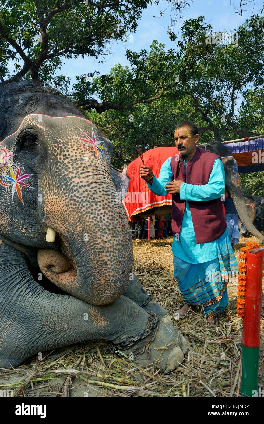 India, Bihar, Patna region, Sonepur livestock fair, The elephant bazar ...
