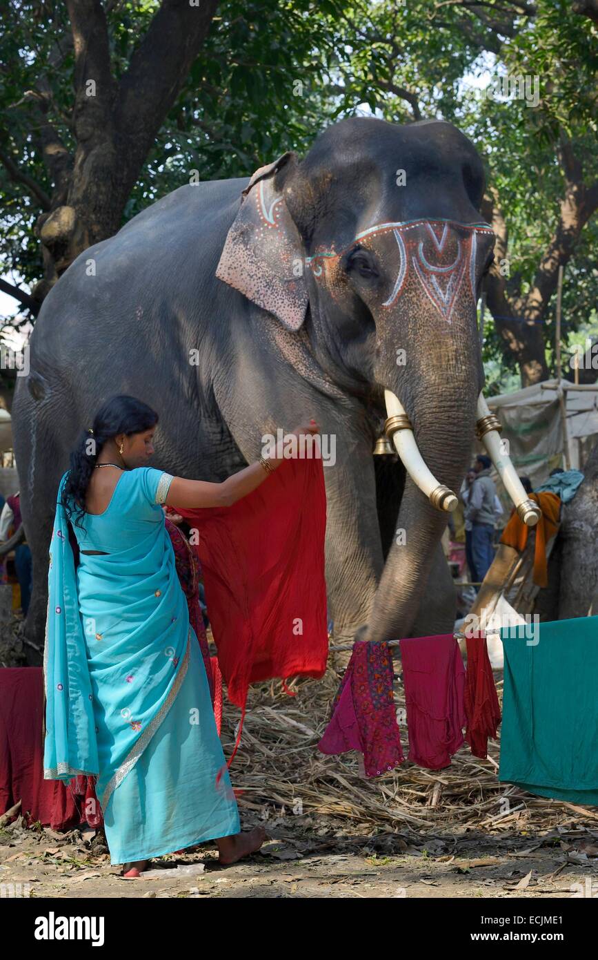 India, Bihar, Patna region, Sonepur livestock fair, The elephant bazar ...