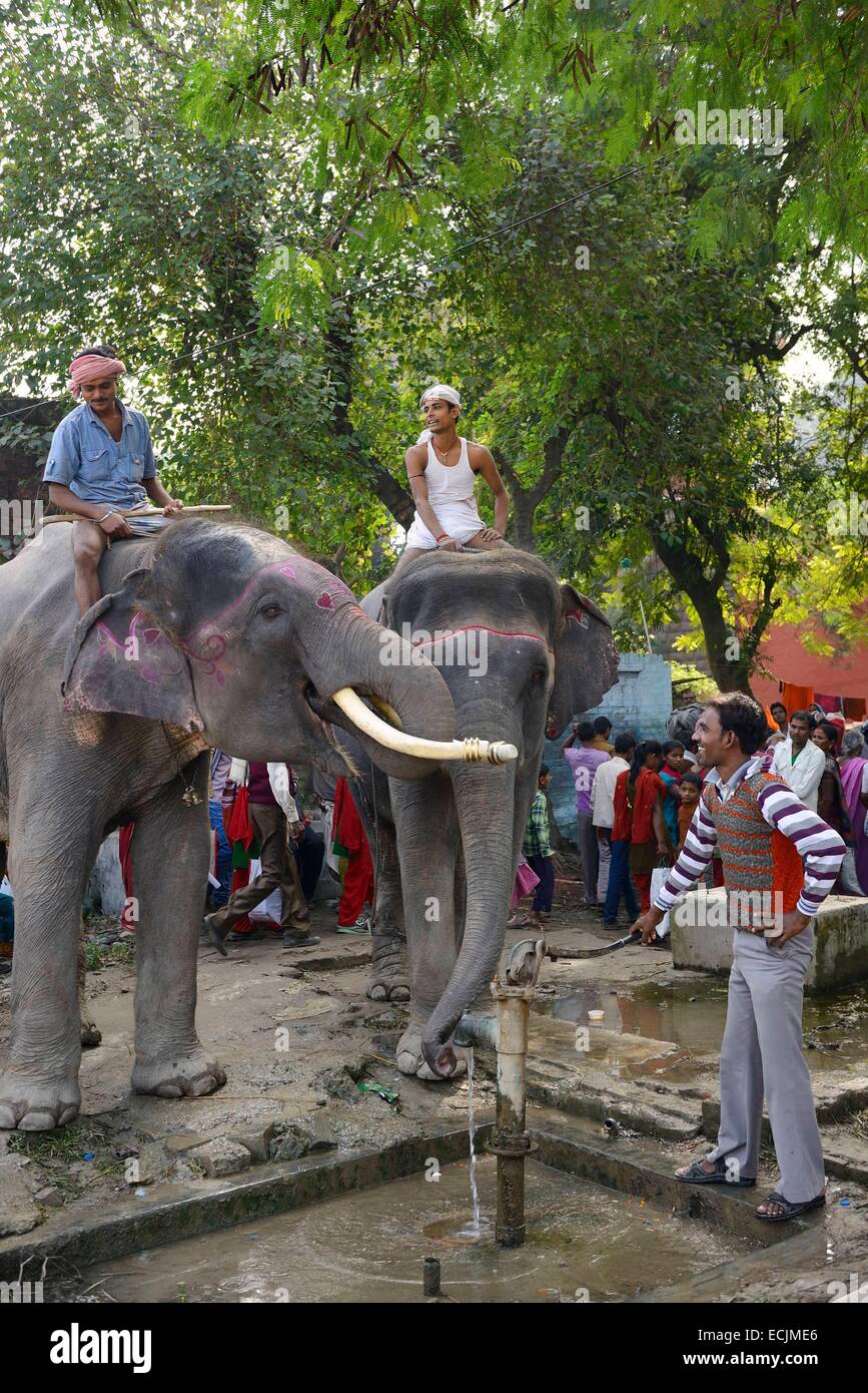 India, Bihar, Patna region, Sonepur, Elephants drinking at the fair's ...