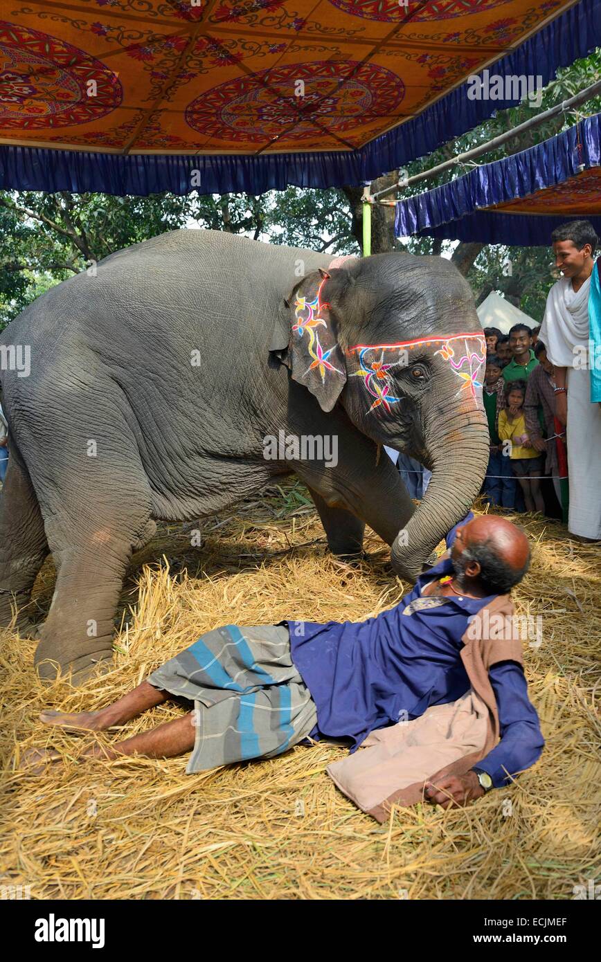 India, Bihar, Patna region, Sonepur livestock fair, The elephant bazar ...