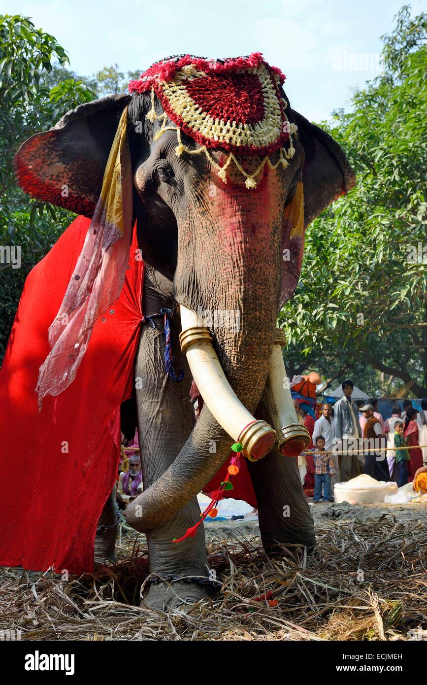 Livestock elephant hi-res stock photography and images - Alamy
