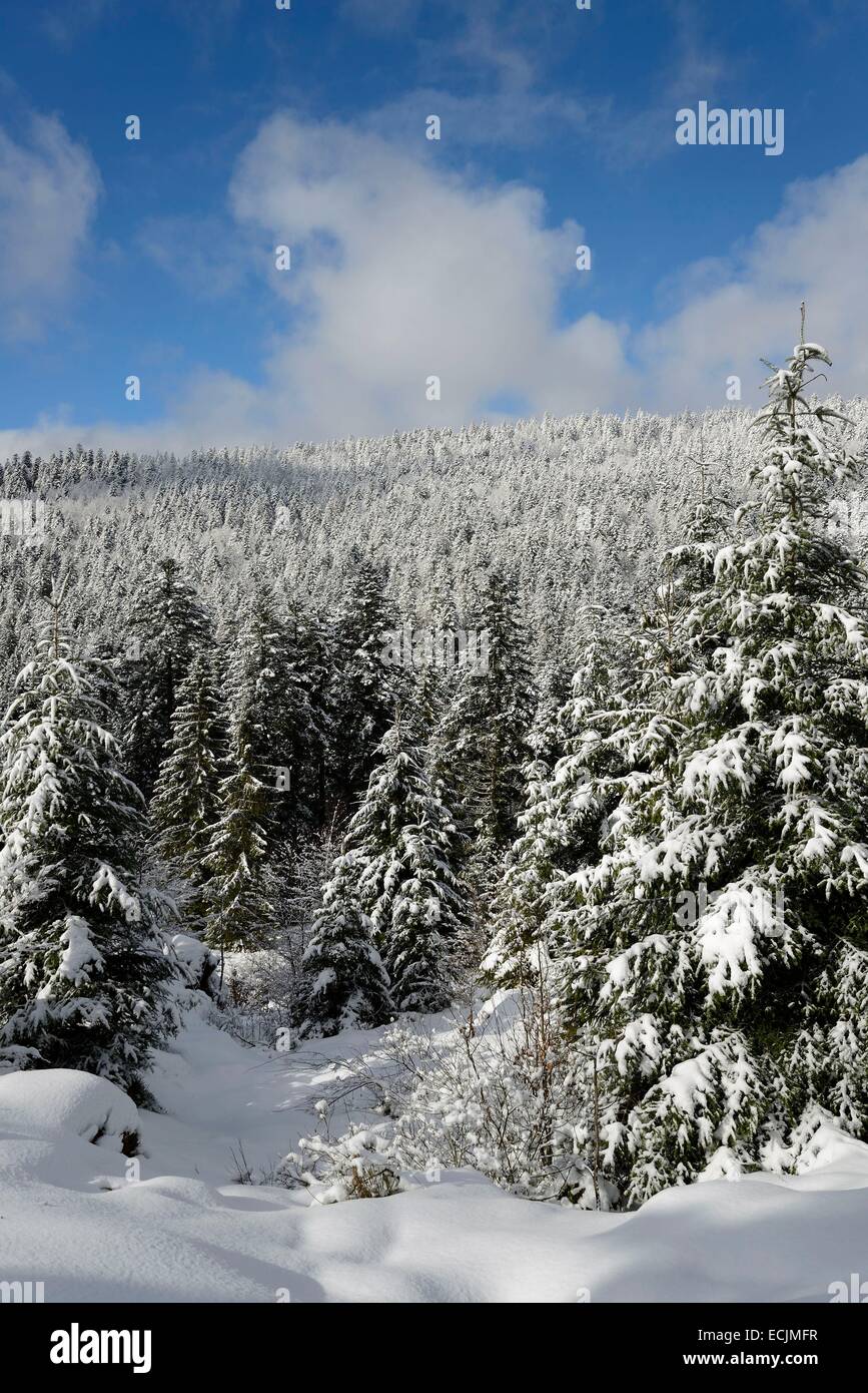 France, Vosges, Massif du Grand Ventron, forest, firs Stock Photo - Alamy