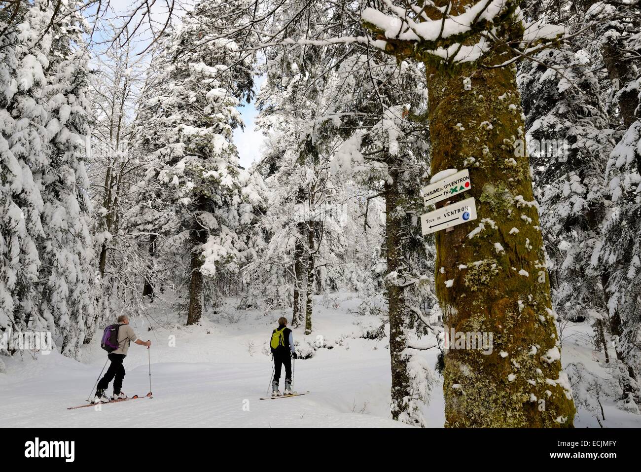 France, Vosges, Massif du Grand Ventron, forest, ski touring Stock ...