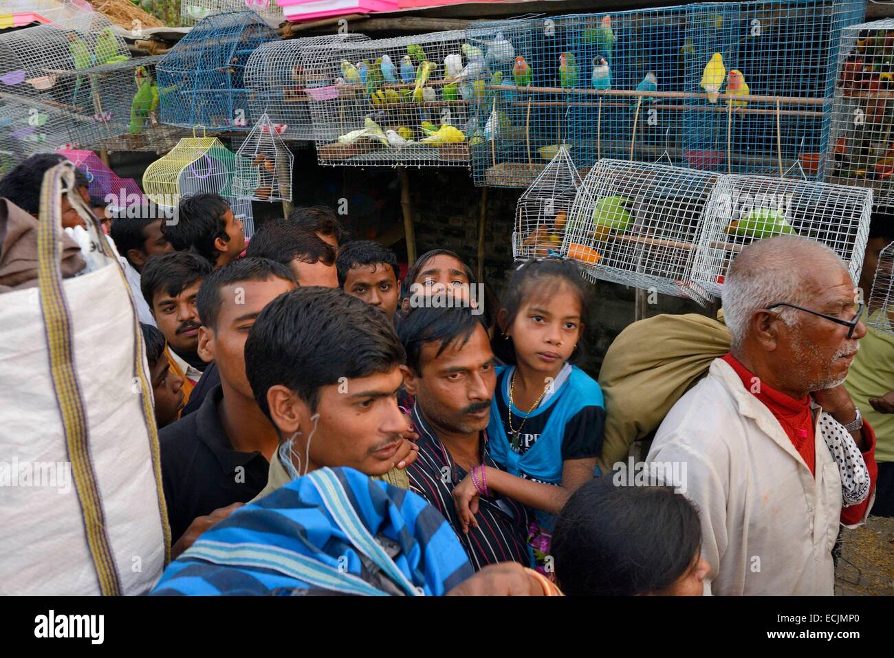 India, Bihar, Patna region, Sonepur livestock fair, Chiria bazar, The ...