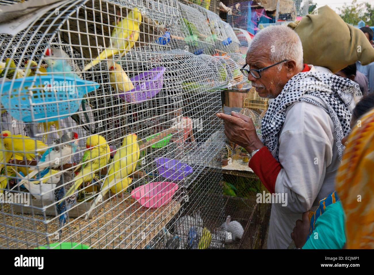 India, Bihar, Patna region, Sonepur livestock fair, Chiria bazar, The ...