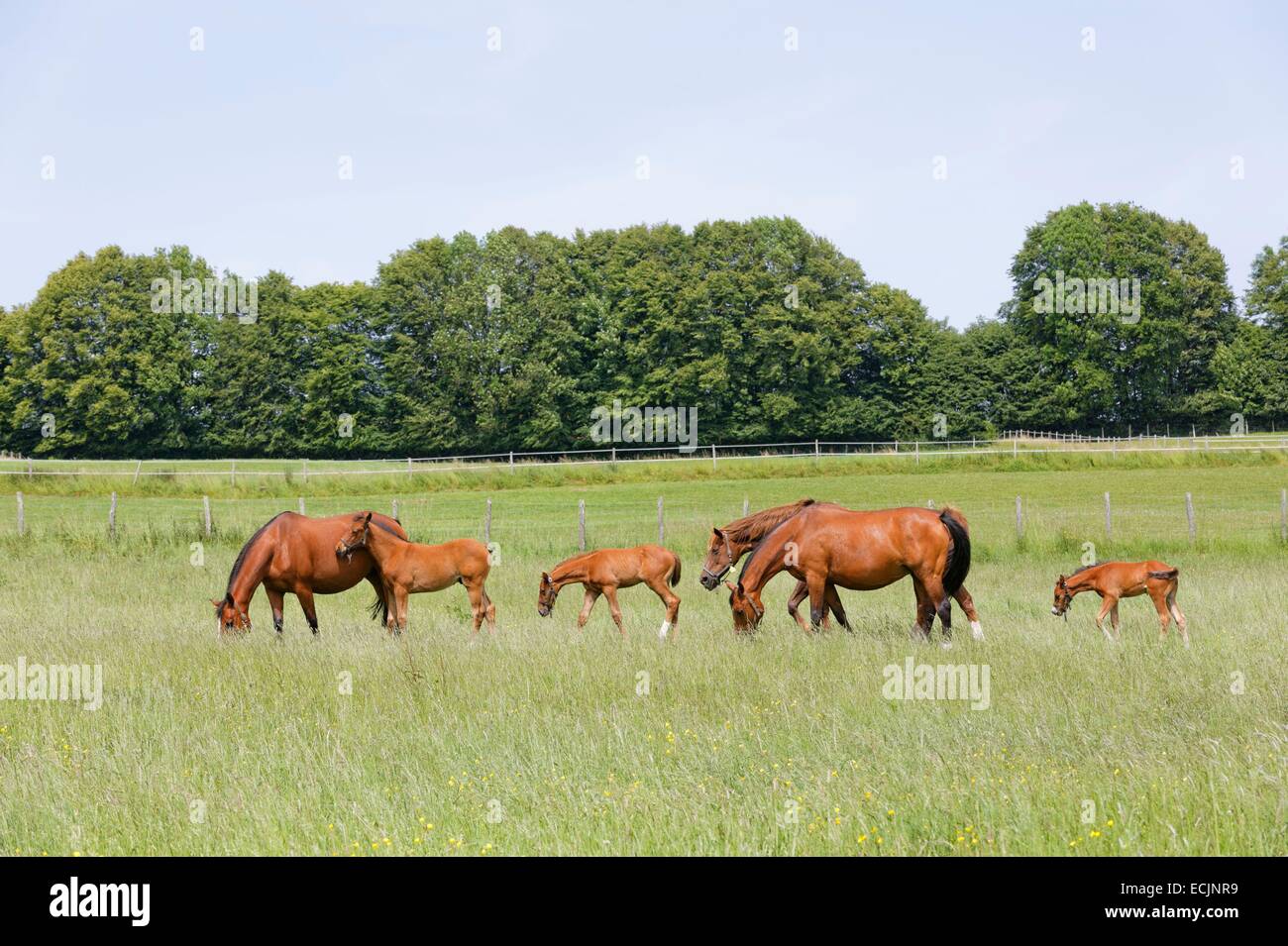 The National Stud High Resolution Stock Photography and Images - Alamy