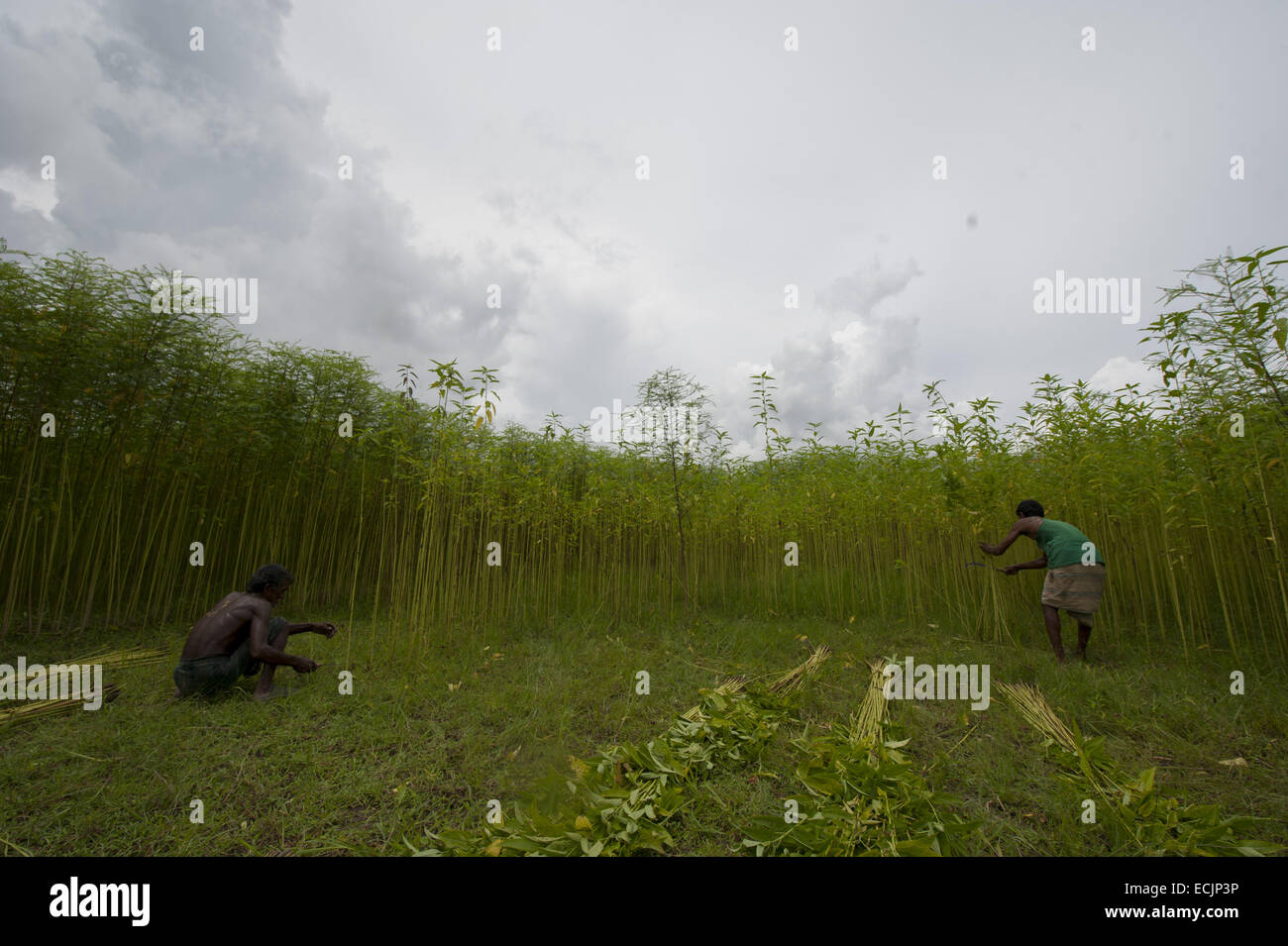 Farmer processing jute from jute hi-res stock photography and images ...