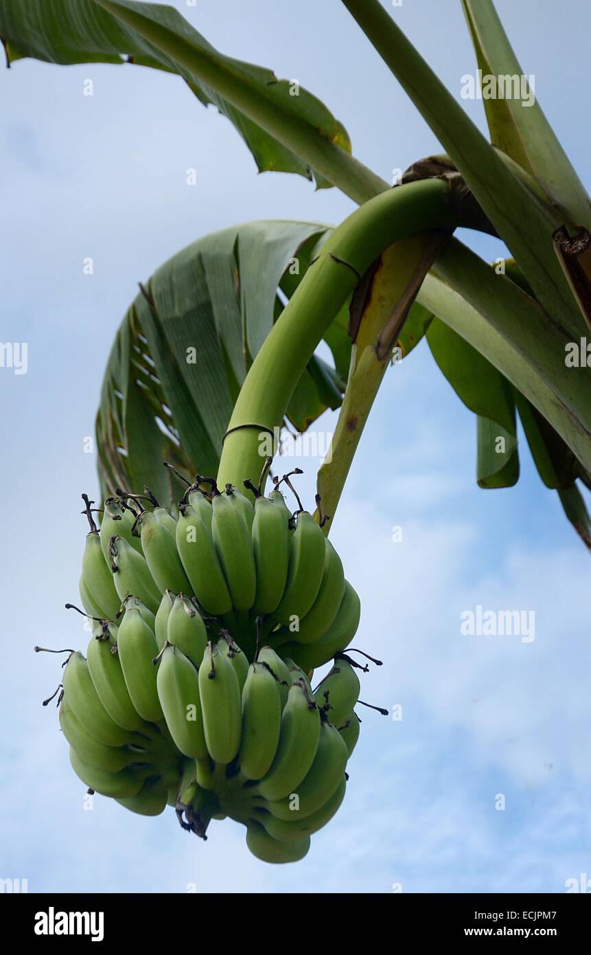 Indonesian banana tree hi-res stock photography and images - Alamy