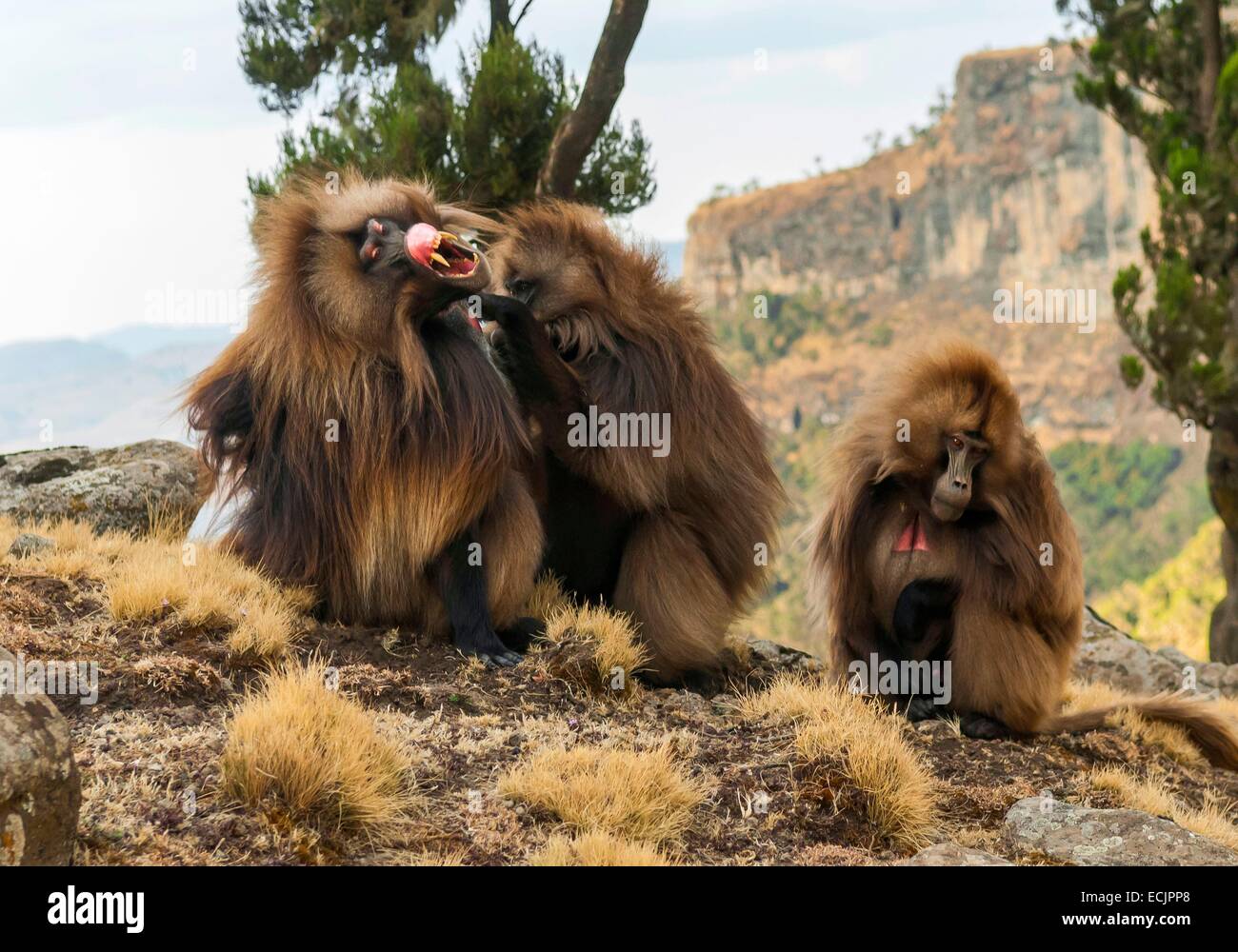 Ethiopia, National Park of Simien, listed as World Heritage by UNESCO ...