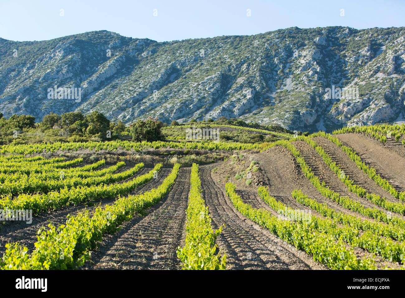 France, Pyrenees Orientales, Fenouilledes region, AOC wine of Maury ...