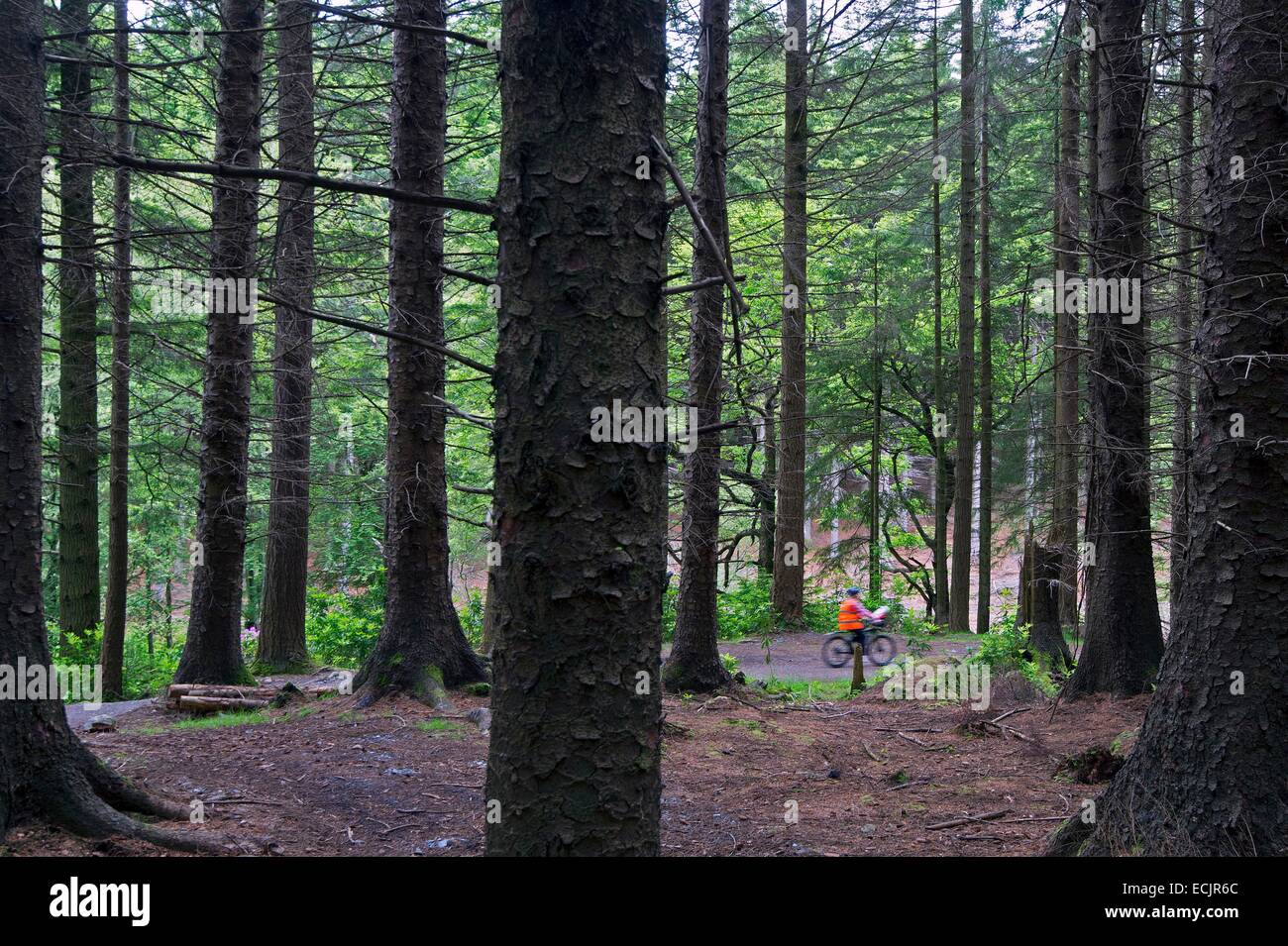 United Kingdom, Northern Ireland, County Down, Bryansford, the verdant ...