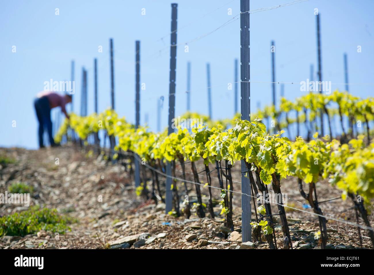 Luri hi-res stock photography and images - Alamy