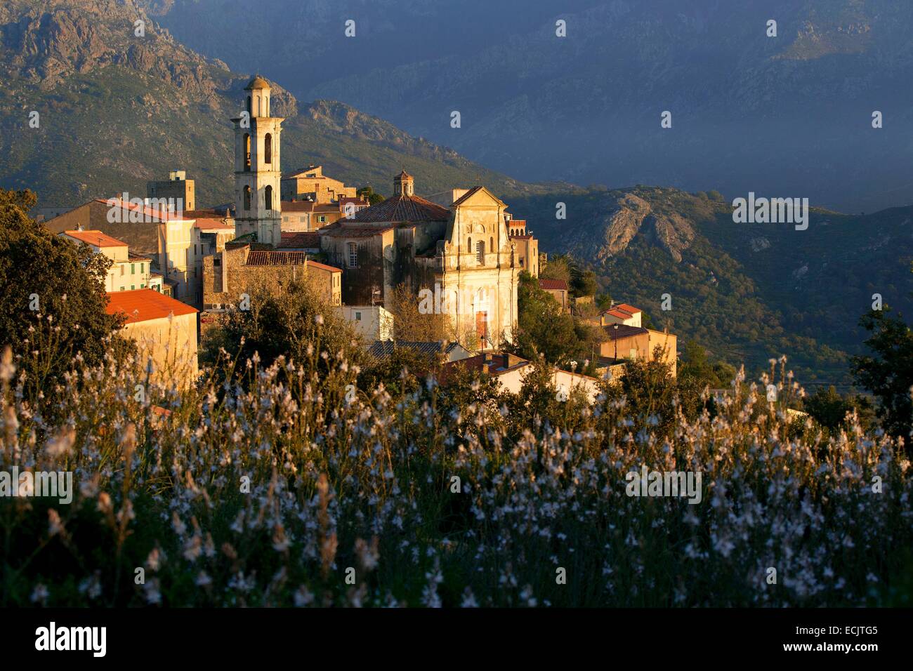 France, Haute Corse, Balagne, Montegrosso, Montemaggiore village Stock ...