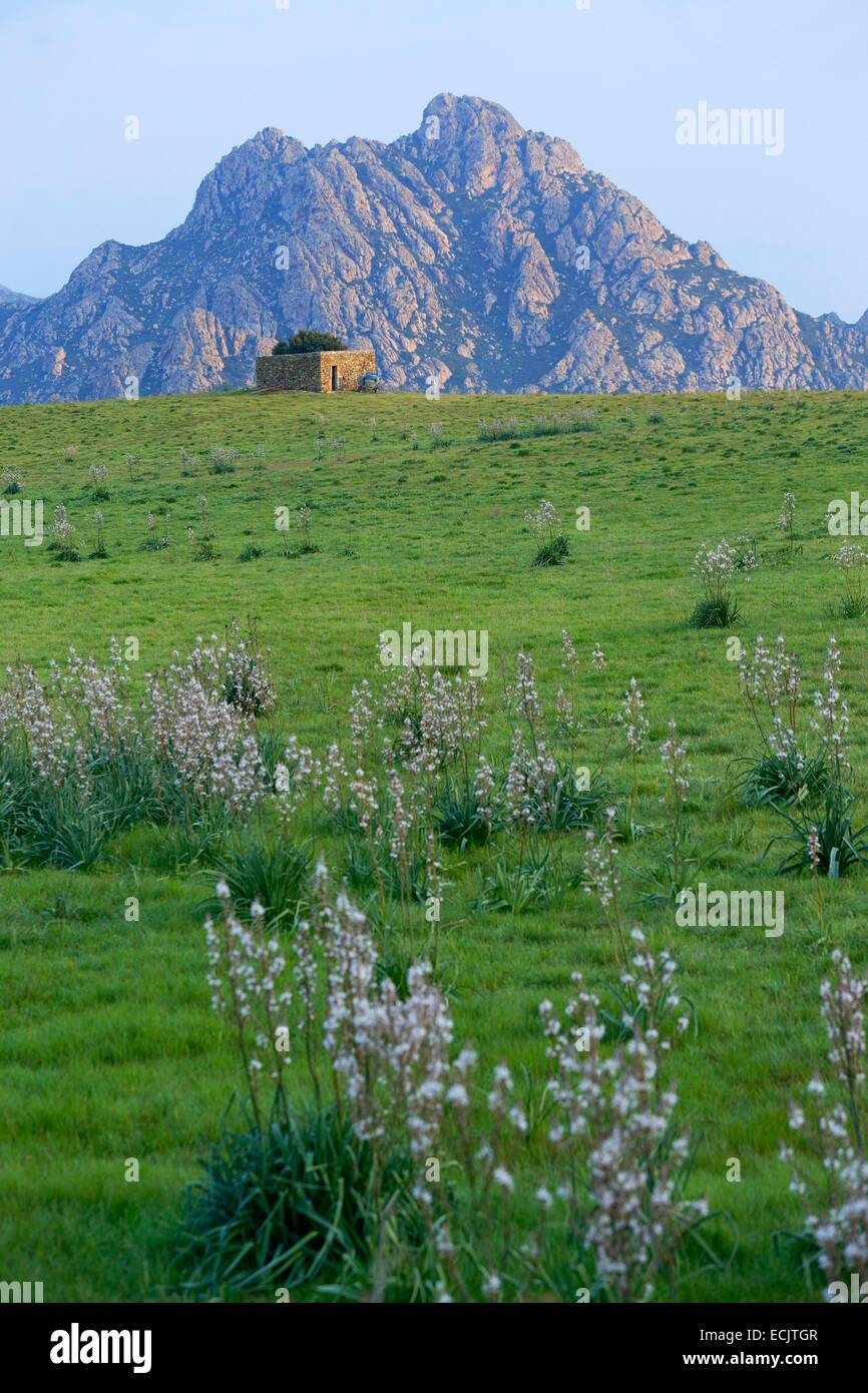 France, Haute Corse, Balagne, Agriates desert, Santo Pietro di Tenda ...
