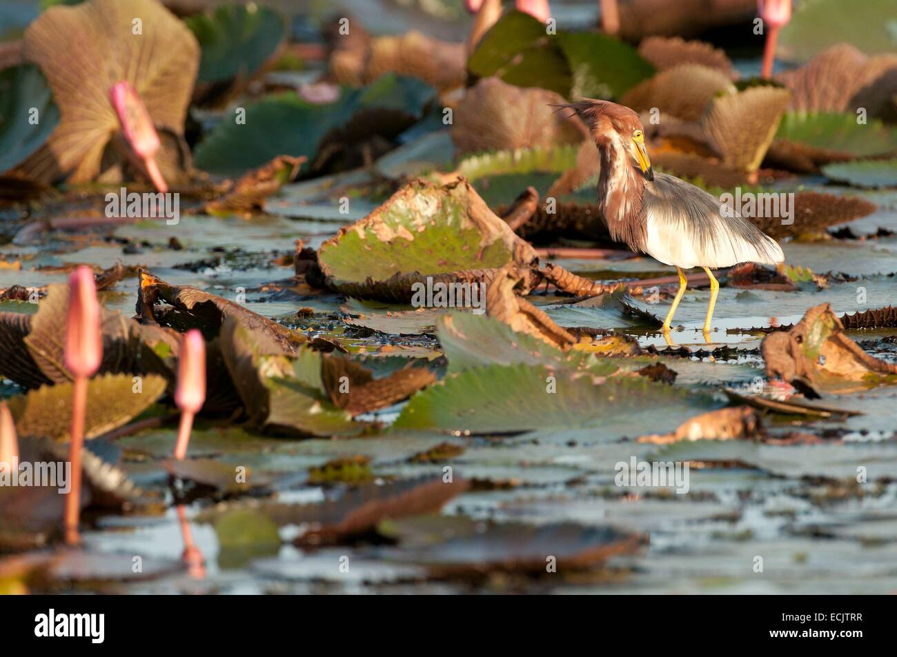 Thailand, Chinese Pond Heron (ardeola Bacchus), toilet Stock Photo - Alamy