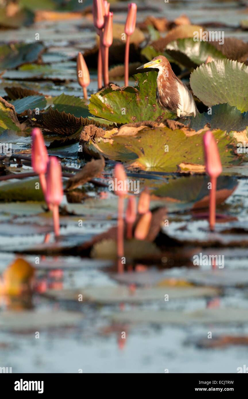 Thailand, Chinese Pond Heron (ardeola Bacchus), in pink lilies Stock ...