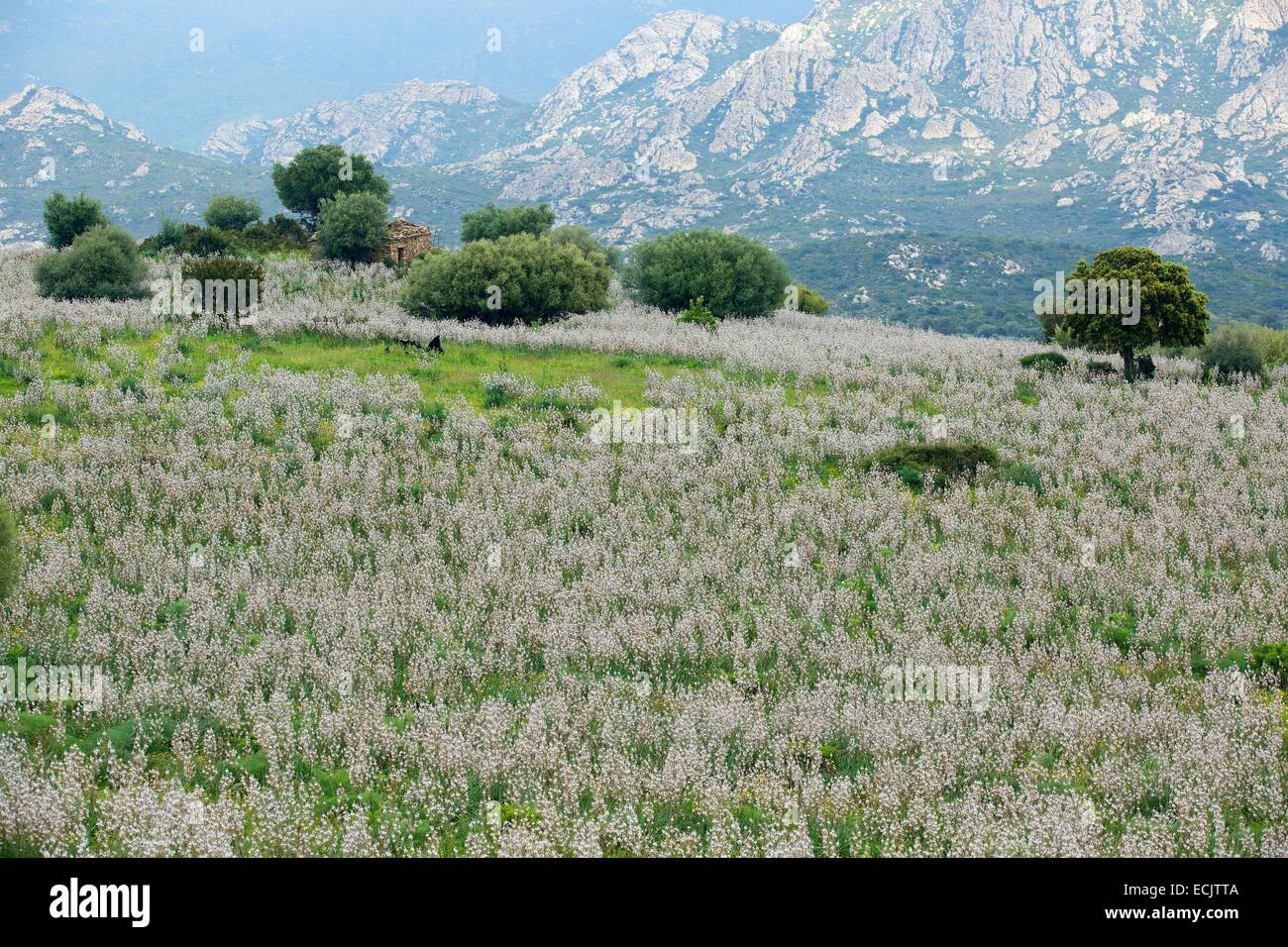France, Haute Corse, Balagne, Agriates desert, Santo Pietro di Tenda ...