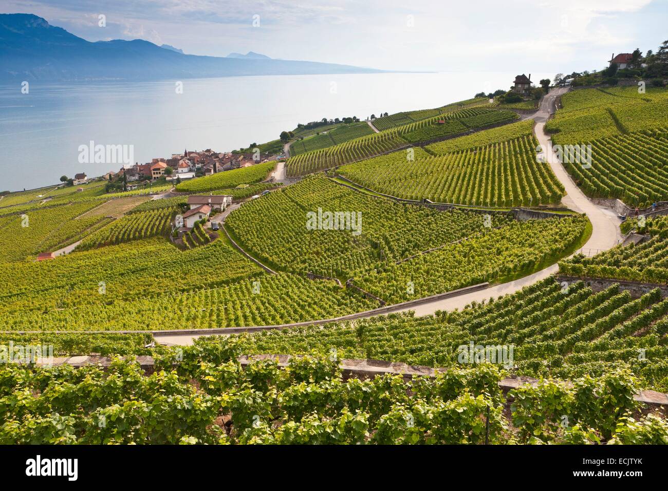 Switzerland, Canton of Vaud, Lavaux Vineyard Terraces listed as World ...