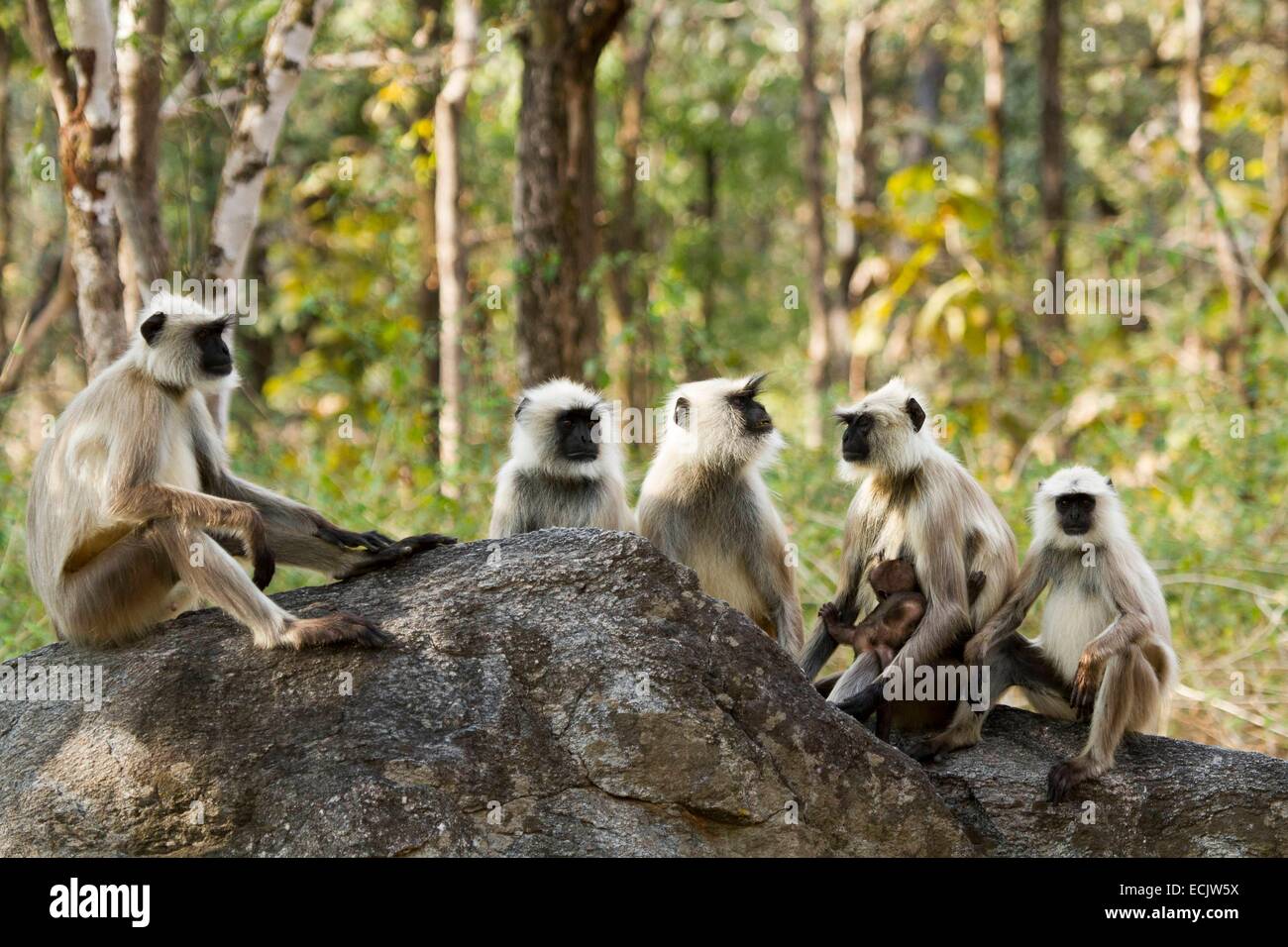 Pench national park animals hi-res stock photography and images - Alamy