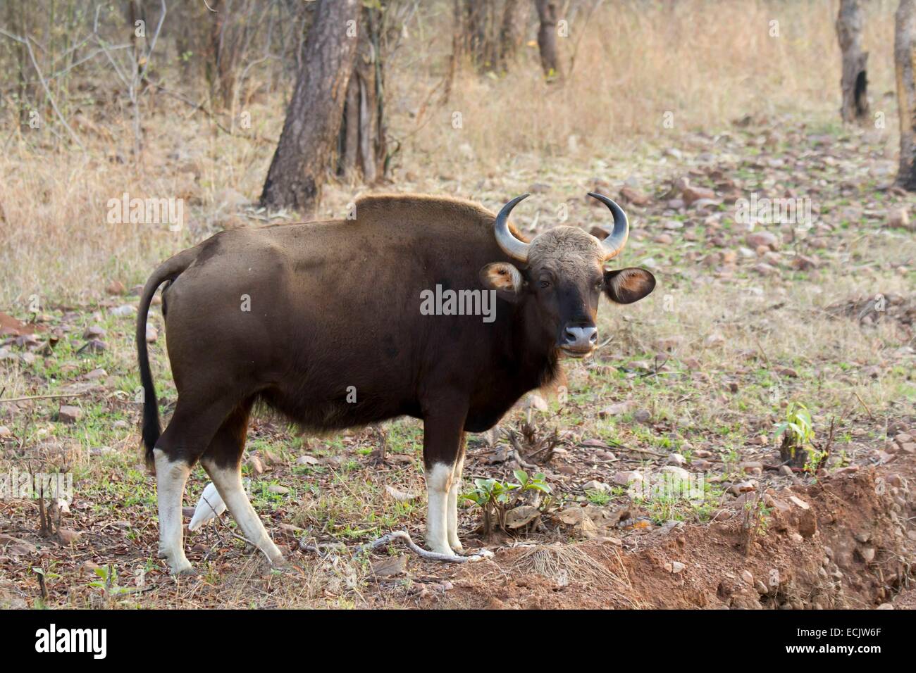 India, Maharashtra state, Tadoba national park, gaur (Bos gaurus), male ...