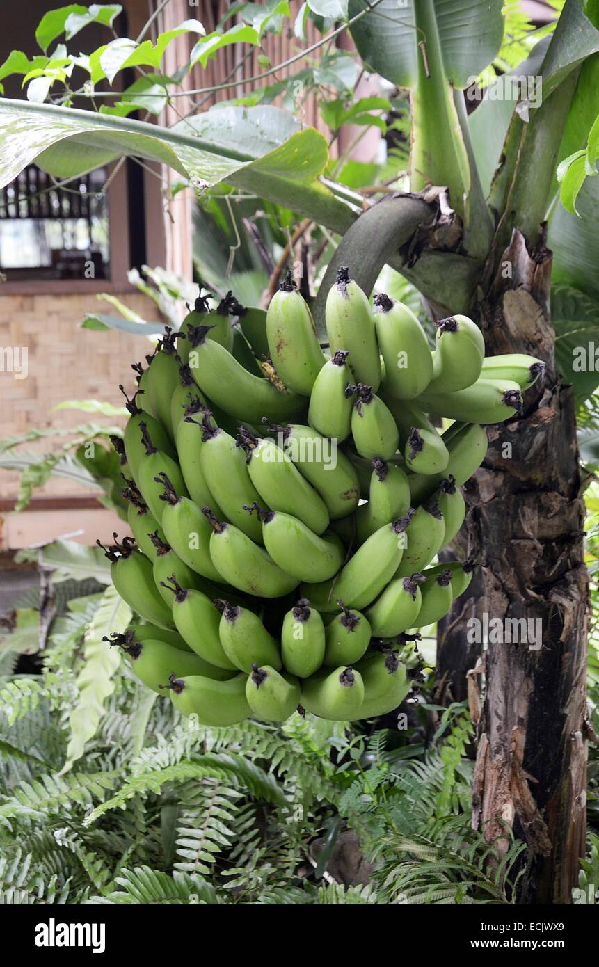 banana tree, banana trees Stock Photo - Alamy