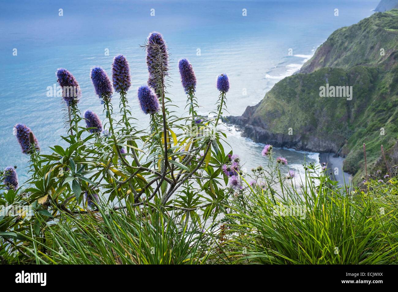 Portugal native people hi-res stock photography and images - Alamy