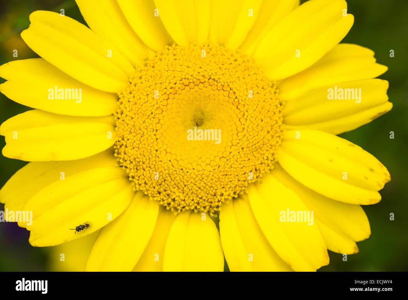 Portugal, Madeira island, flora Stock Photo - Alamy