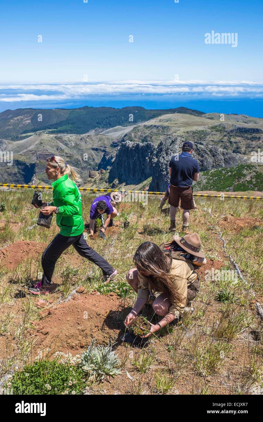 Portugal, Madeira island, reforestation project in Pico do Arieiro, in ...