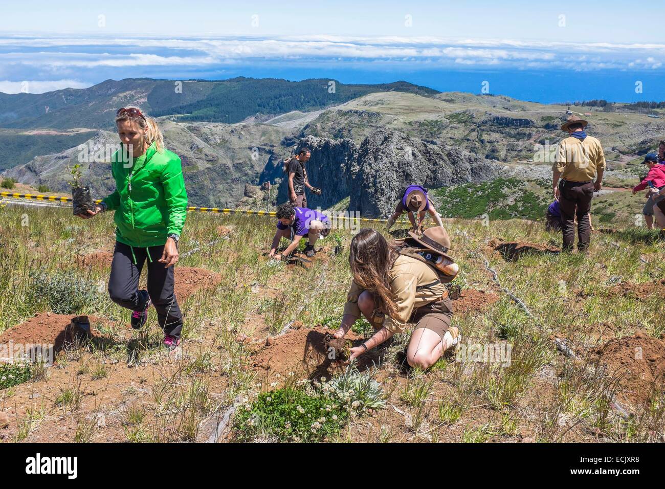 Portugal, Madeira island, reforestation project in Pico do Arieiro, in ...