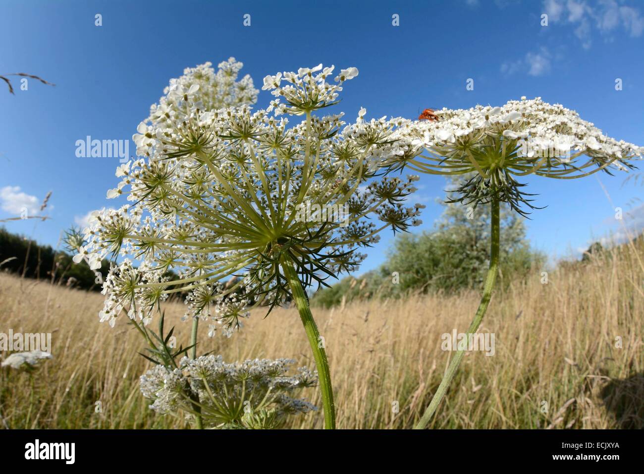 Daucus carotta hi-res stock photography and images - Alamy