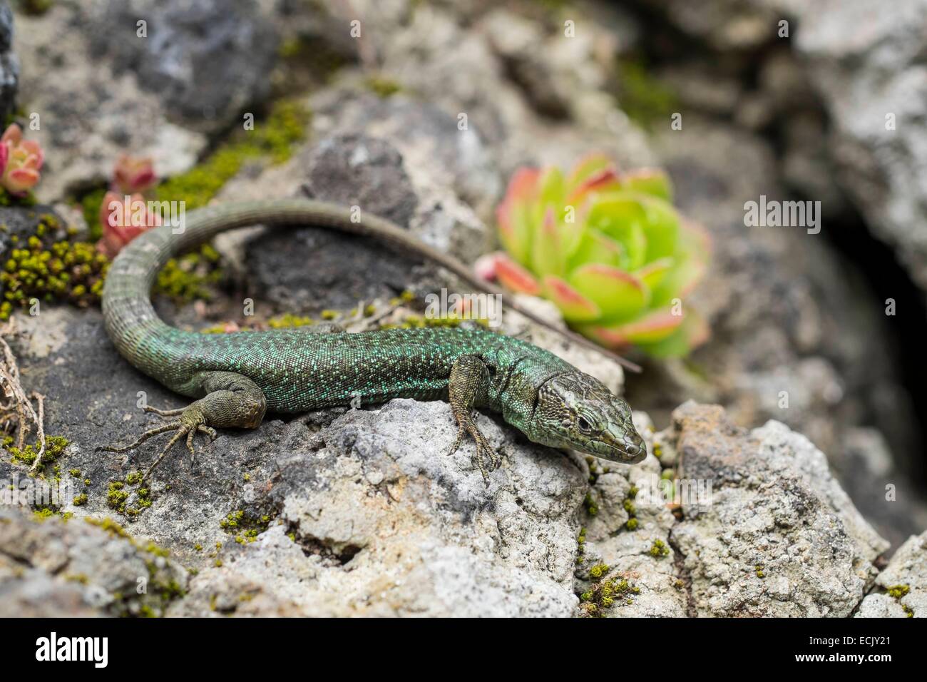 Portugal, Madeira island, hike from Machico to Porto da Cruz, lizard ...