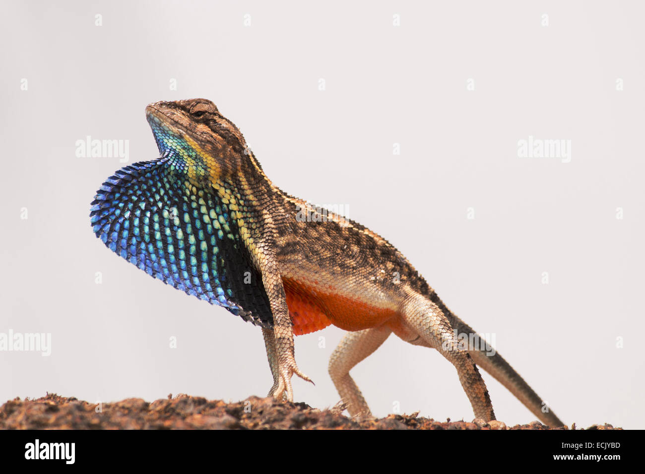 FAN THROATED LIZARD, Sitana sp. Family: Agamidae, Chalkewadi, Satara ...