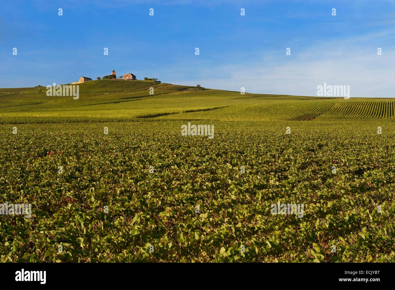 Parc naturel regional de la montagne de reims hi-res stock photography ...
