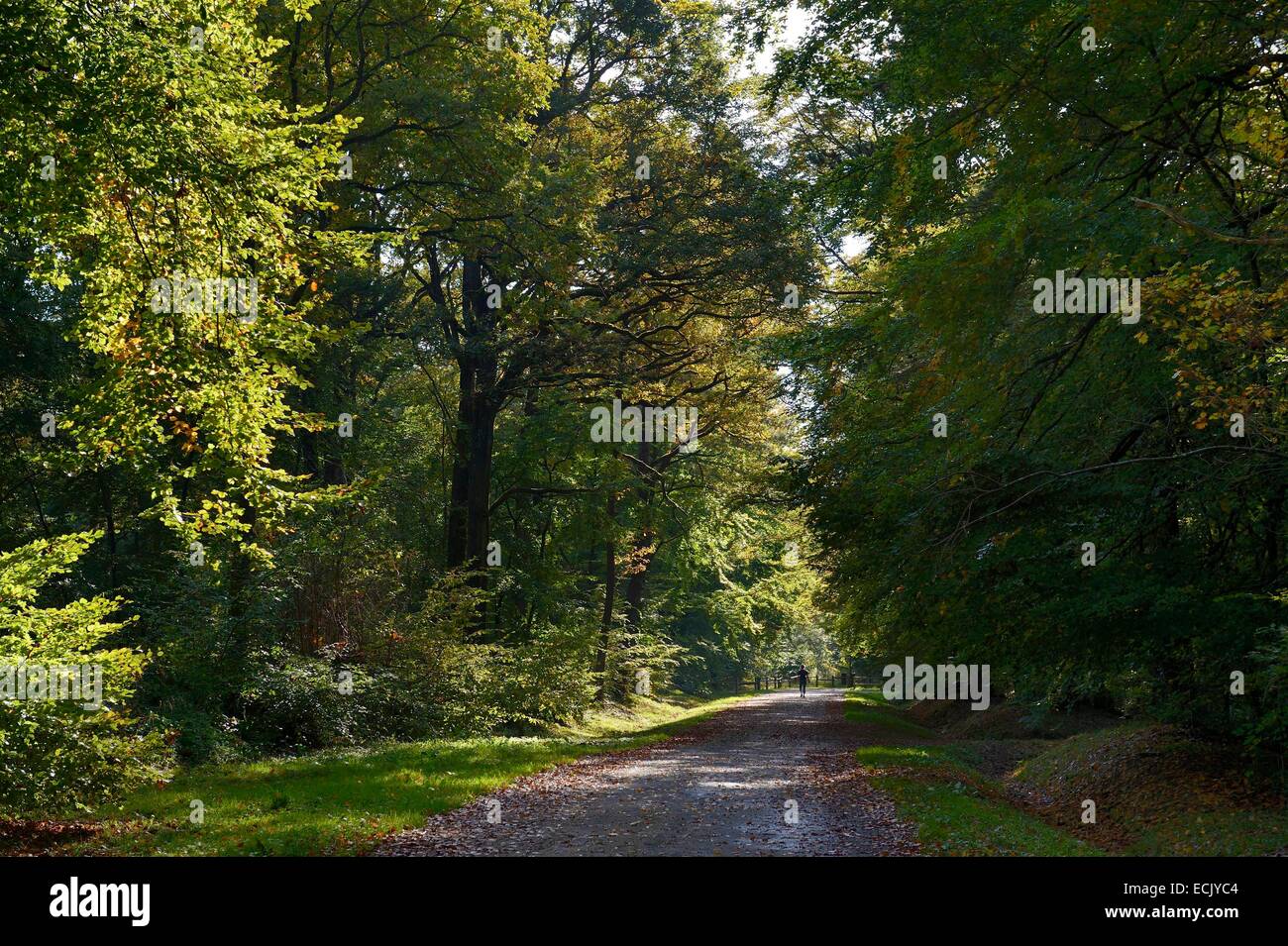 Verzy forest hi-res stock photography and images - Alamy