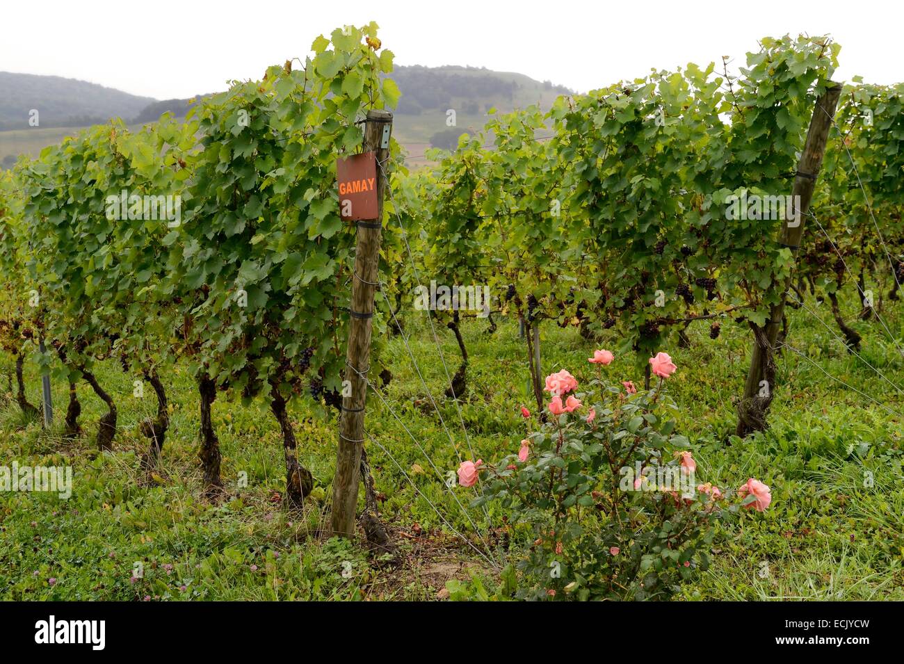 France meurthe et moselle bruley hi-res stock photography and images ...